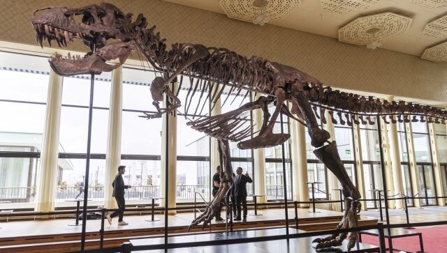 King Dinosaur: Trinity, 67 million-year-old Tyrannosaurus-Rex, to go ...