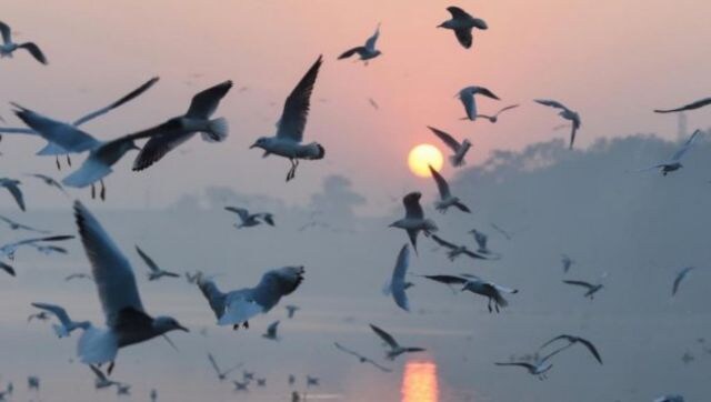 Record number of migratory birds visited Kashmir this winter