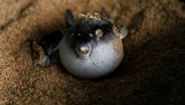 Puffer fish: The deadly delicacy that caused the death of Malaysian woman