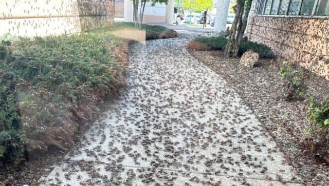 'Sounds like It's raining': Thousands of bugs invade US' Nevada, block ...