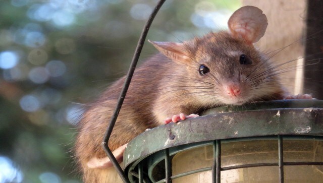 Rat Hunt: Why New Zealand is eliminating all of its rodents