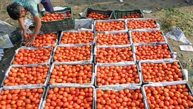 Seeing Red: Why tomato prices are likely to hit Rs 300 per kg
