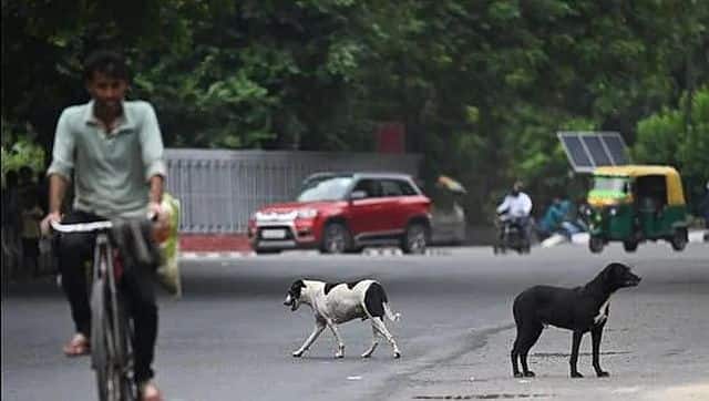 How Delhi is dealing with its stray dog problem ahead of G20 Summit