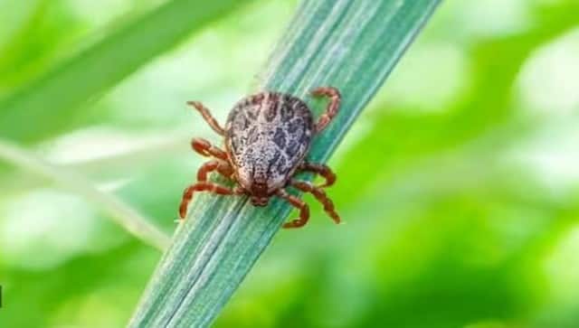 What is scrub typhus, the bacterial infection killing people in ...