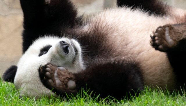 Vantage | How pandas became a part of Chinese diplomacy