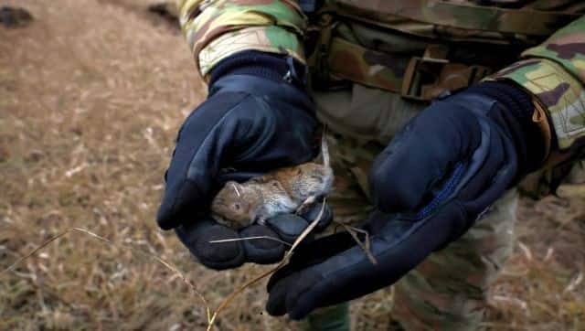 What is ‘mouse fever’, the illness causing Russian soldiers to bleed ...