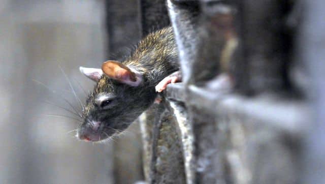 What is ‘mouse fever’, the illness causing Russian soldiers to bleed ...