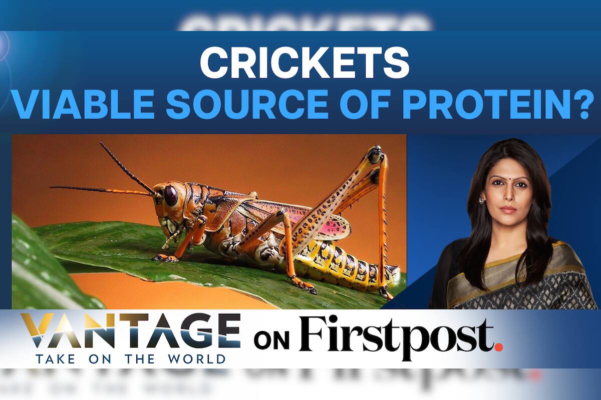 Crickets as Baby Food? Canadian’s Take On Protein Source Goes Viral ...