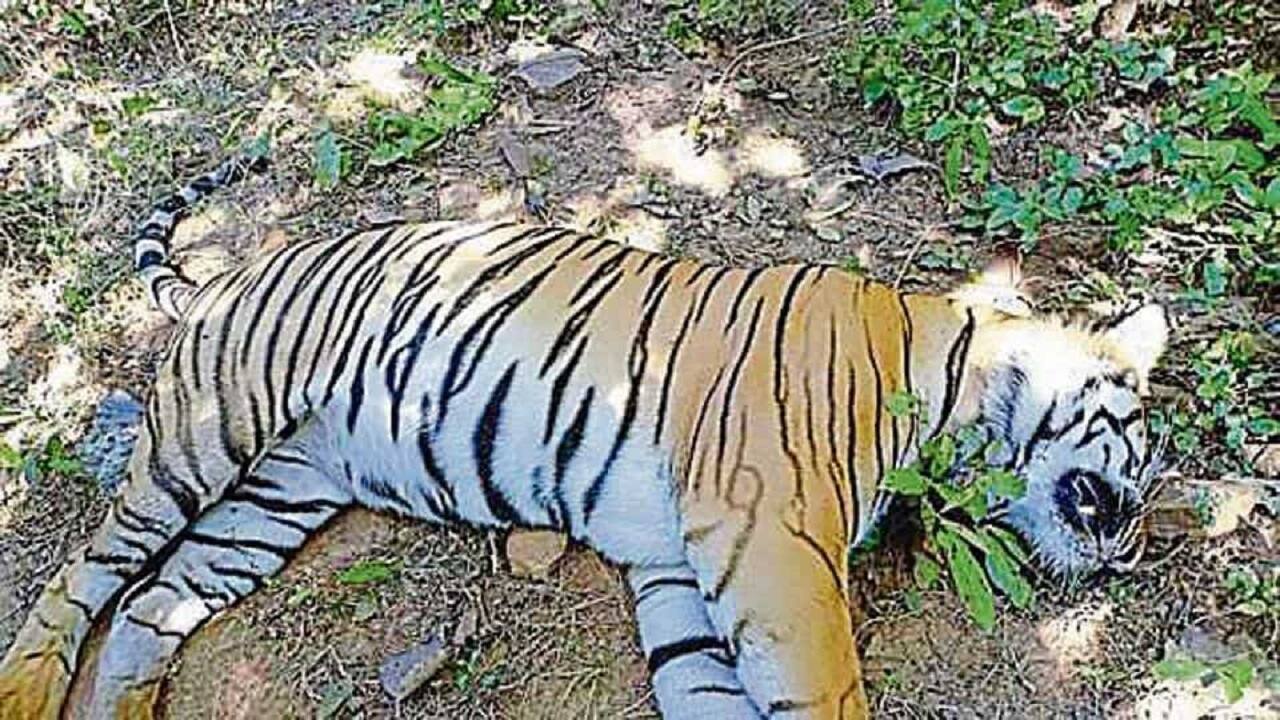 Maharashtra tiger deaths: Male tiger found dead in Melghat reserve ...