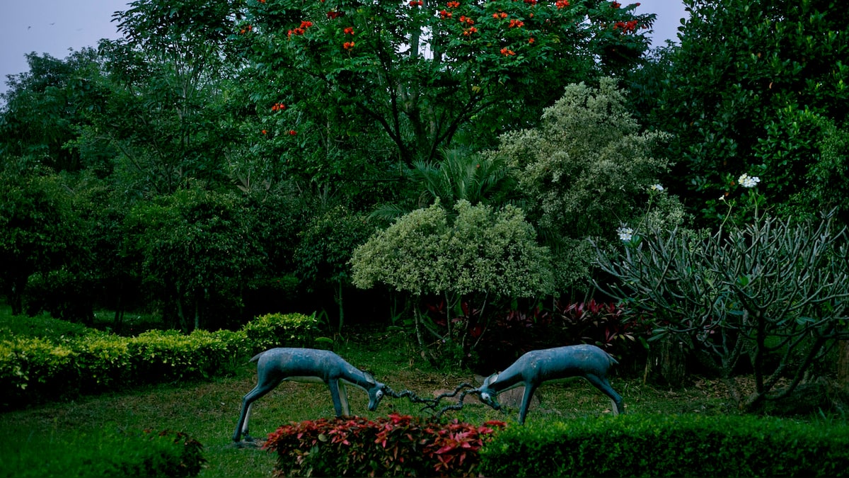 Bengaluru’s romance with her trees, from the era of kings to present ...