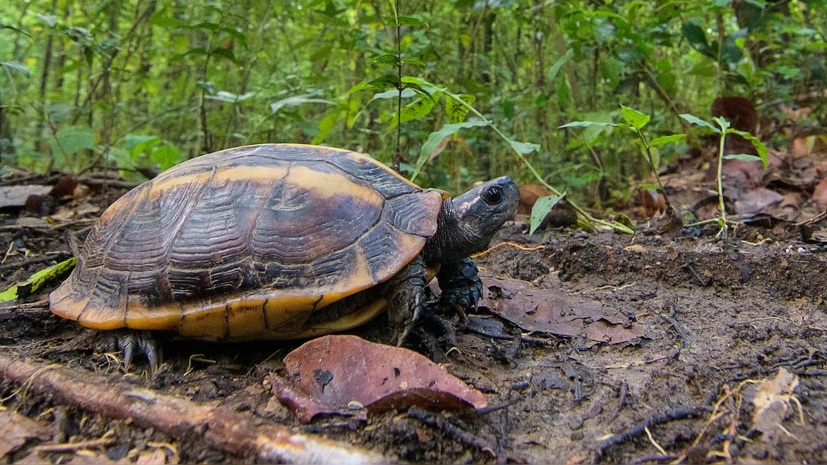 World Turtle Day: Two wildlife biologists are encouraging people to ...