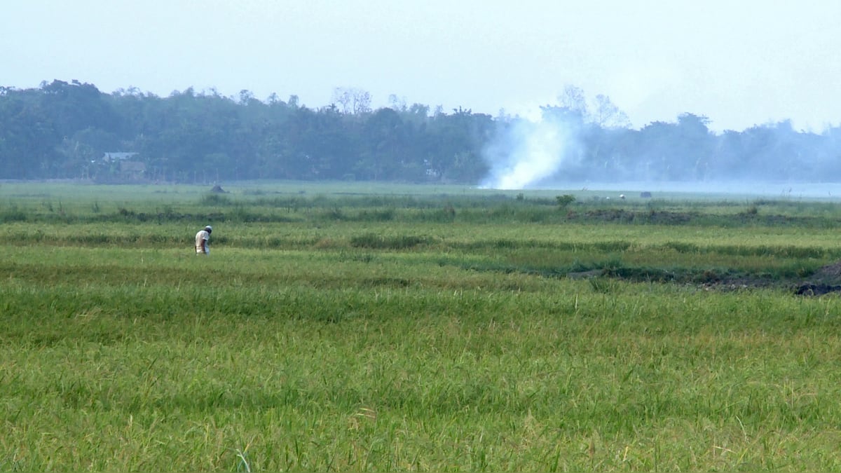 What the Fields Remember: Subasri Krishnan on the human cost of the ...