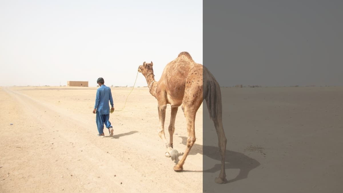 For Jaisalmer's camel owners, an uncertain future brought on by ...