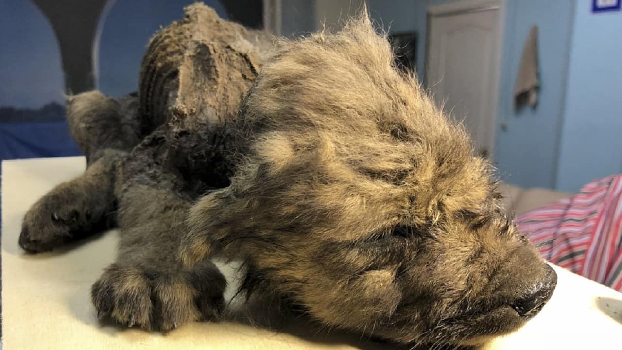 18,000-year-old pre-historic puppy unearthed from Russia's permafrost ...