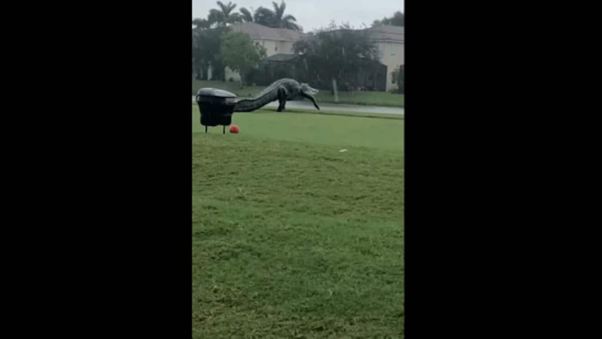 Massive alligator found 'strolling' on golf course in Florida's Storm ...