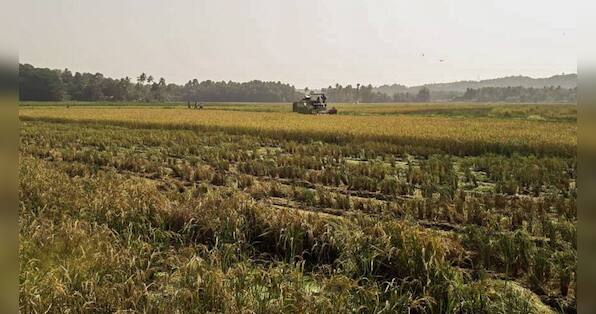 What do we lose when we lose a grain of rice? | Story of Goa's Korgut ...