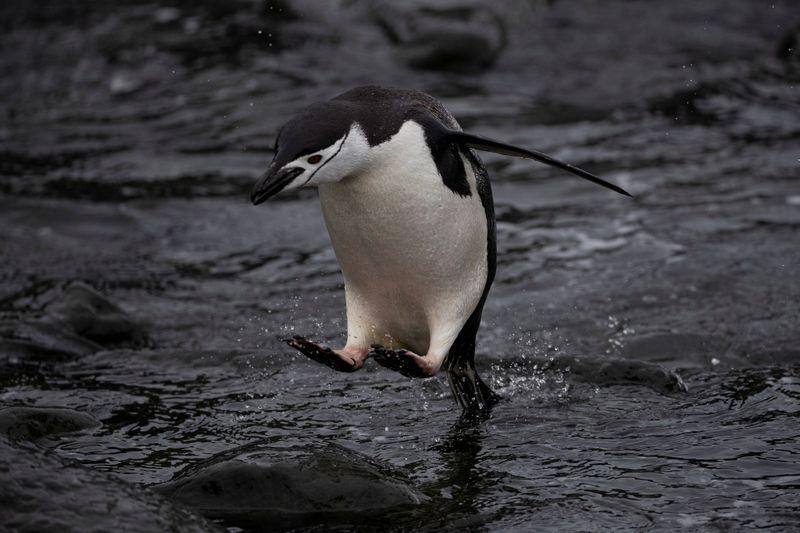 Number Of Chinstrap Penguins In Antarctica Has Fallen Sharply number-of-chinstrap-penguins-in-antarctica-has-fallen-sharply