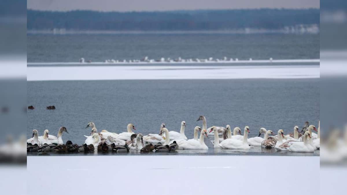 Swans bask in warm waters from Ukrainian nuclear plant during winter ...