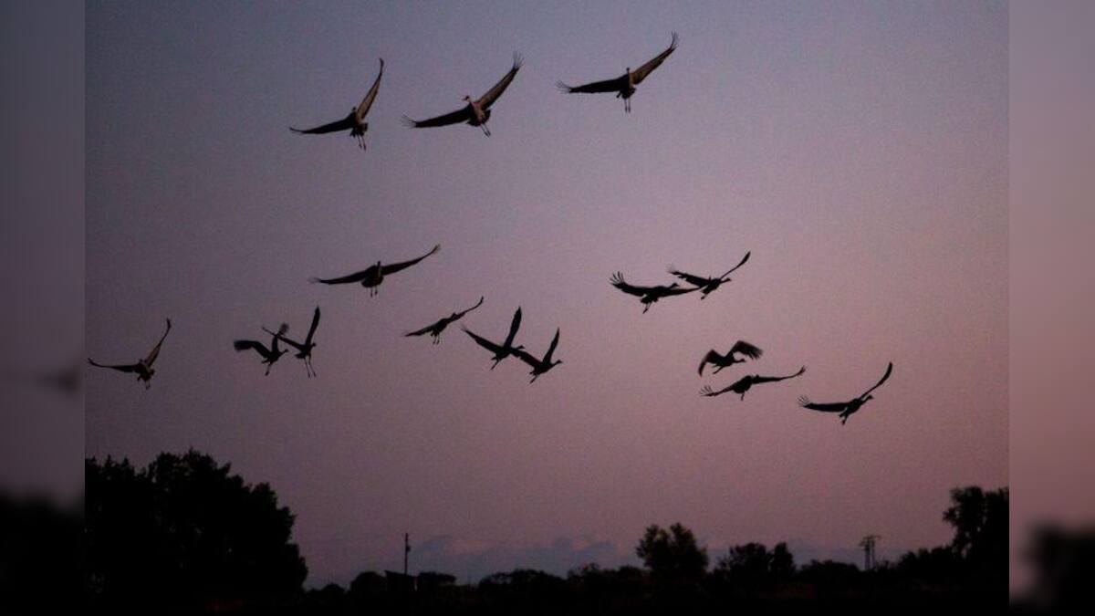 Biden administration seeks to restore migratory bird protections ...