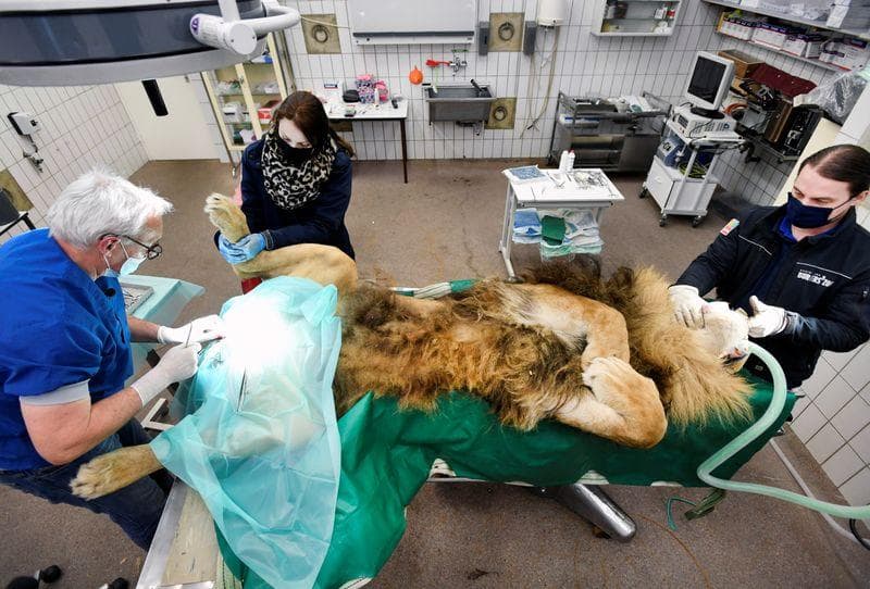 Lion has vasectomy after siring five cubs in a year – Firstpost