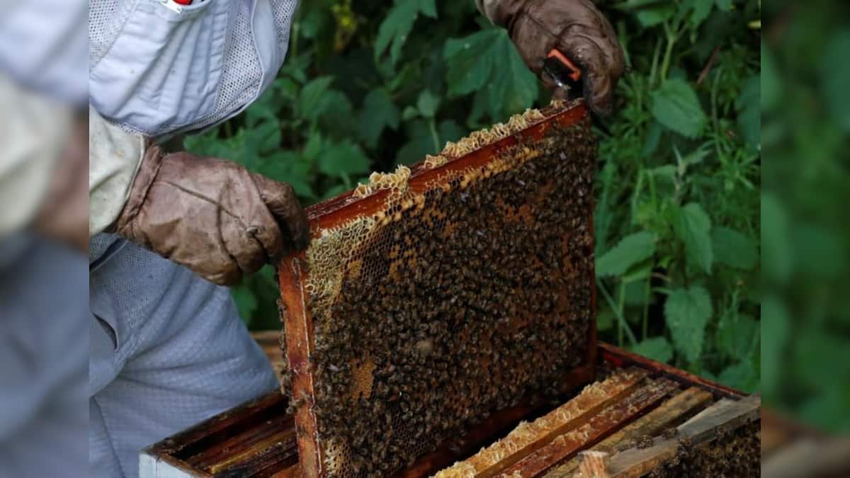 EU court upholds insecticide ban to protect bees – Firstpost