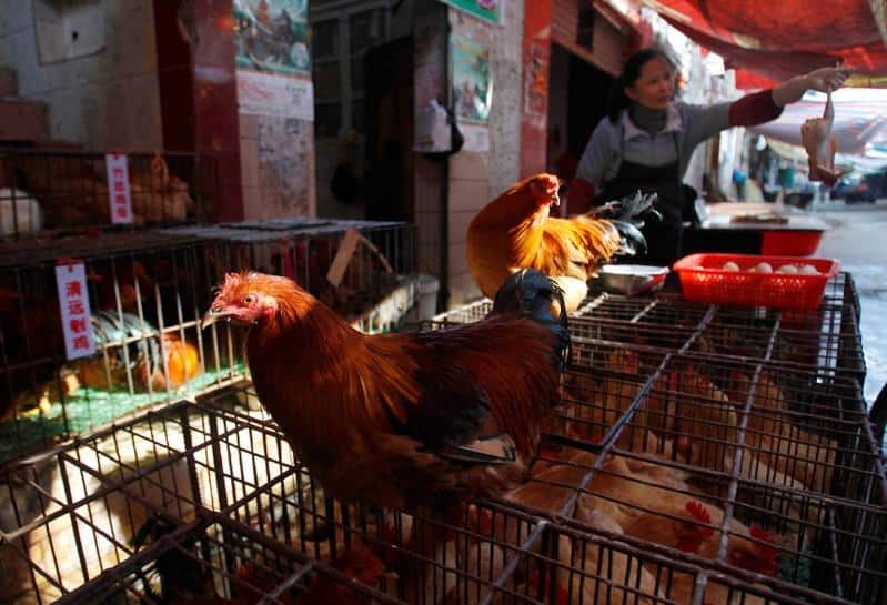 China's poultry giant goes to lab in quest for meatier chickens – Firstpost