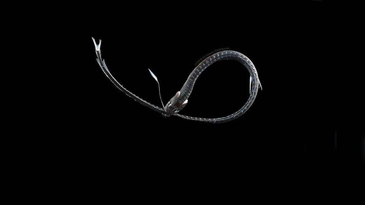 Scientists unravel secrets of ultra-black fish swimming the deepest ...