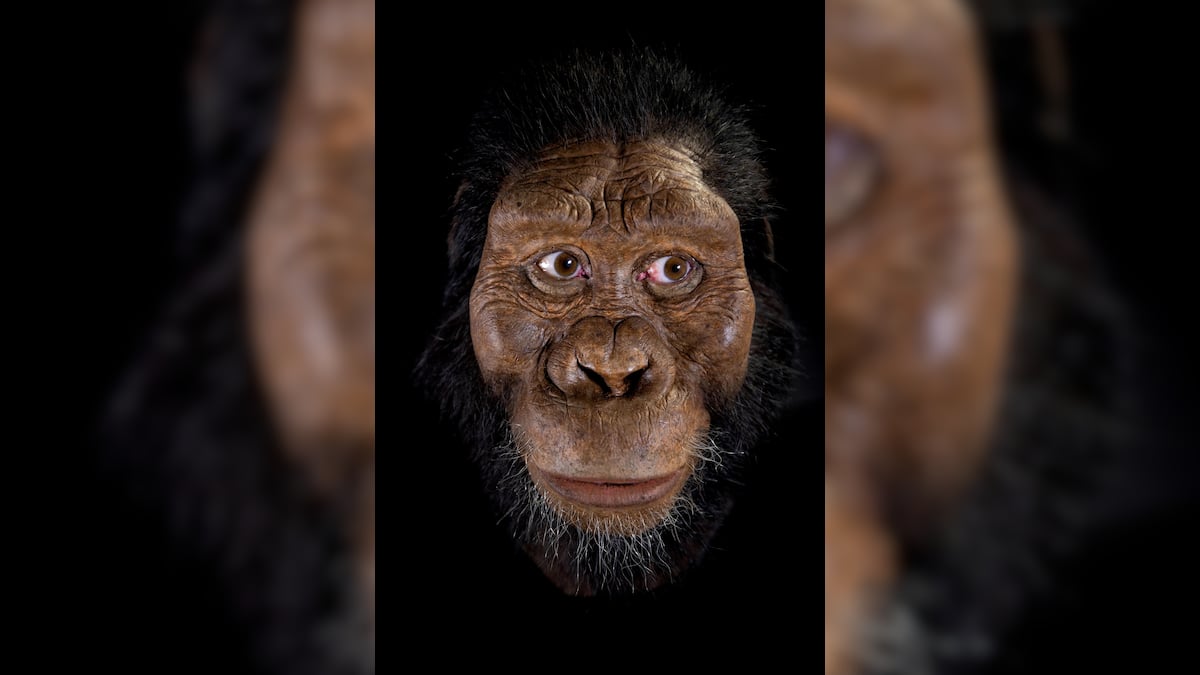 australopithecus anamensis