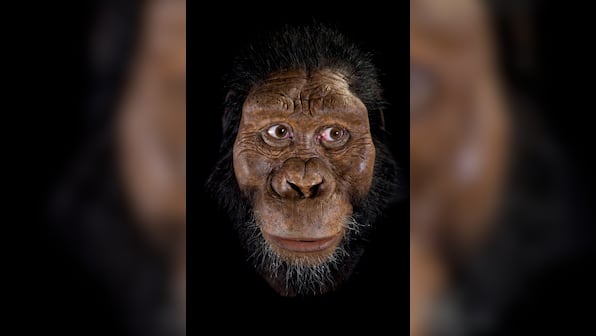 australopithecus facts