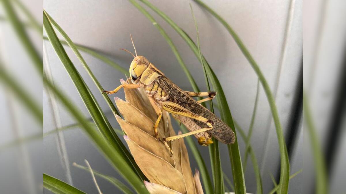 Chemical signal for locust swarming identified in step toward curbing ...