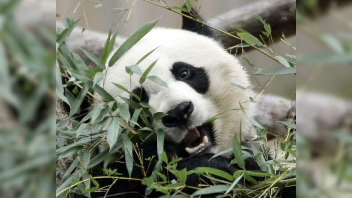 'A good day': Giant panda's pregnancy brings cheer to U.S. National Zoo ...
