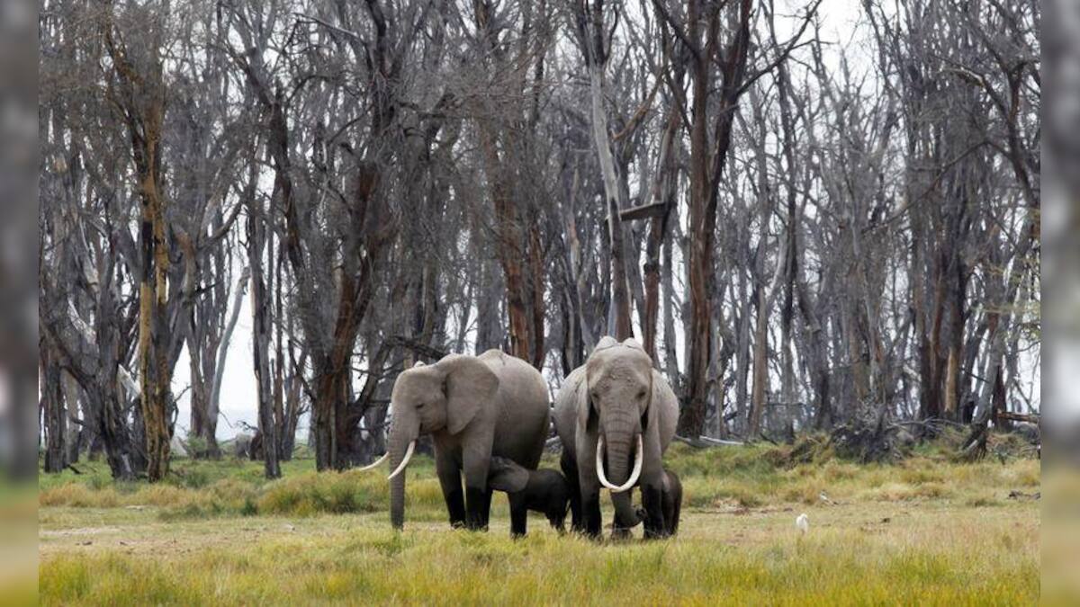 Kenyan all-female conservation ranger unit patrols amid COVID-19 ...