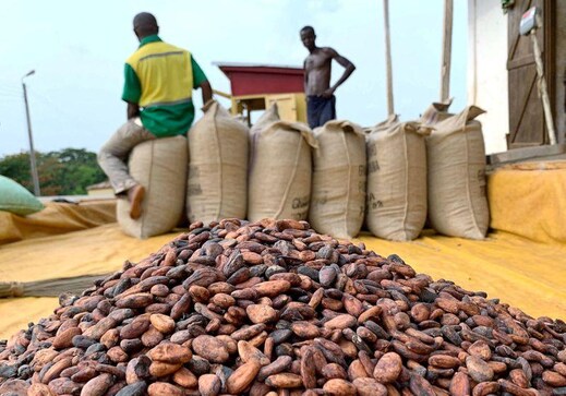 Child labour rising in West Africa cocoa farms despite efforts - report ...