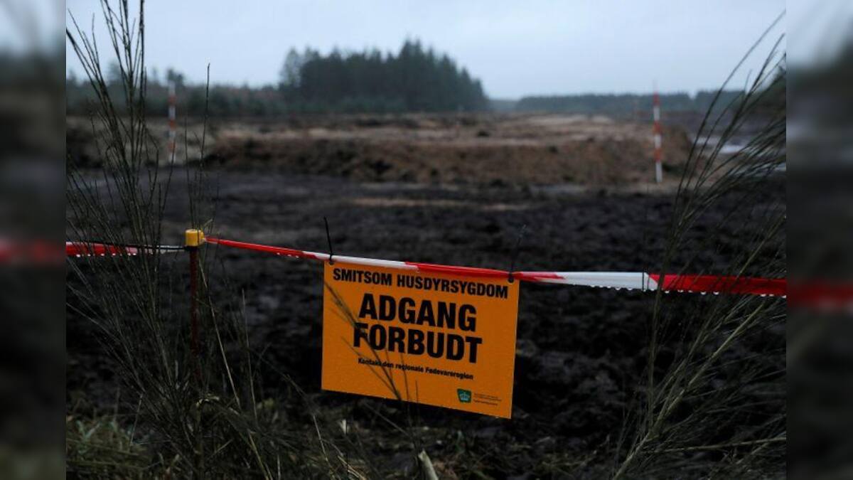 Denmark to dig up millions of mink from mass graves – Firstpost